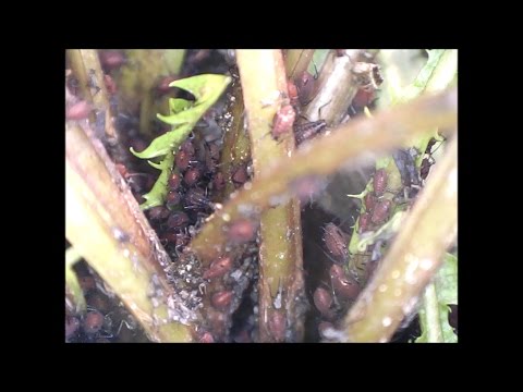 Red Aphids on a Dandelion(?)