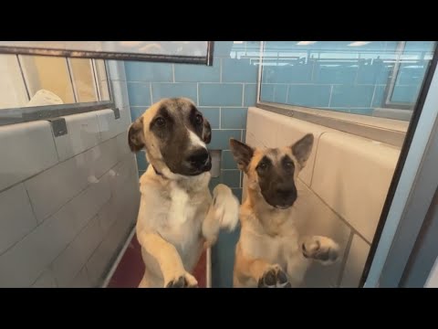 Dallas Animal Services still over capacity, offering free adoption to clear out shelter