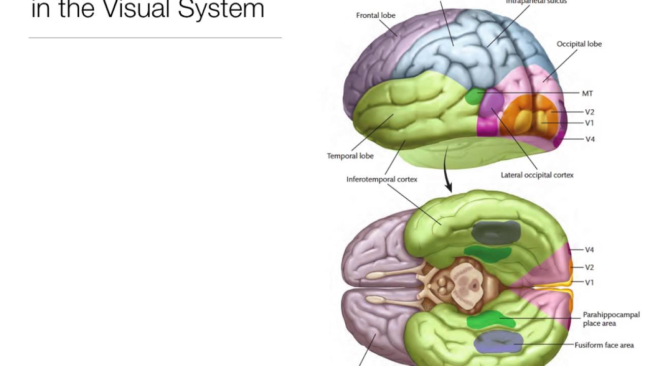 Perception: 3.3 Functional Areas, Pathways and Modules