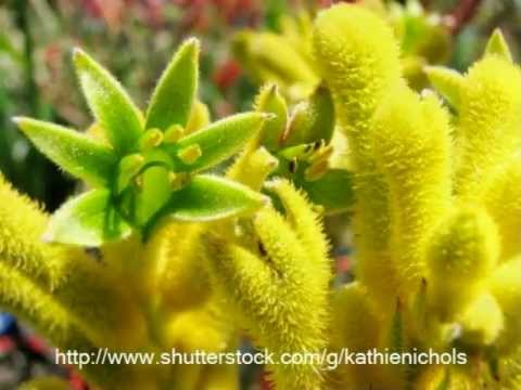 Beautiful Flowers