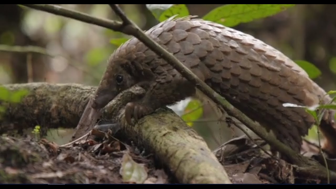 PANGOLIN MOVIE AIMS TO RAISE AWARENESS ABOUT THE ENDANGERED SPECIES ...