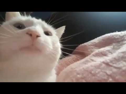 Steam Community :: Video :: catJam