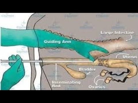Artificial insemination process 3D video in cattle || AI technique in cattle
