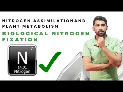 Biological Nitrogen Fixation Urdu/Hindi by Mushtaq Saqib