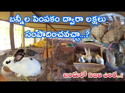 Rabbit Farming in India