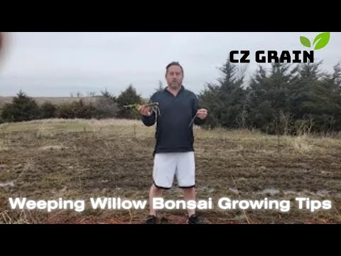 CZ Grain Planting Willow Outdoors tips and tricks