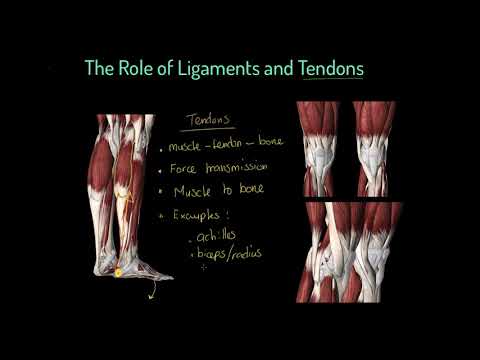 Edexcel GCSE PE - The Role of Ligaments and Tendons