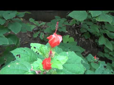 Turk's Cap Malvaviscus drummondii Drummond Wax-mallow, Texas Mallow