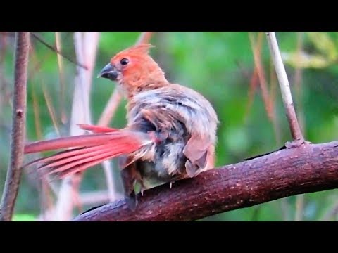 Northern cardinal fledgling in the USA | Dear Kitty. Some blog