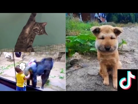 Funny animal memes 2022