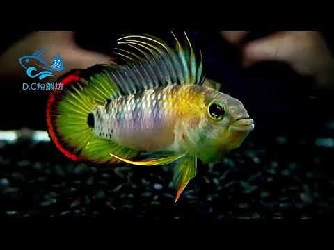 7/23【DC短鯛坊】W印加鸚鵡短鯛 No.K8【DwarfCichlids】@dcasfish