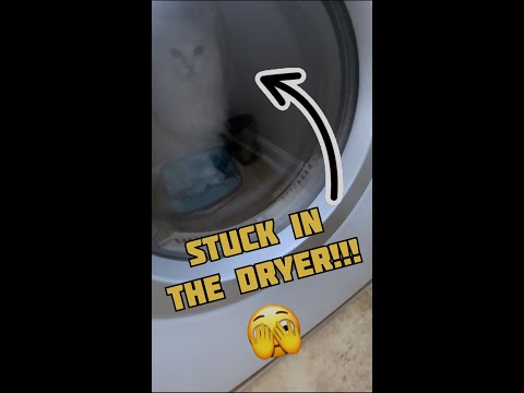 Ragdoll cat stuck in the dryer! 🫣 (he’s ok 😮💨)