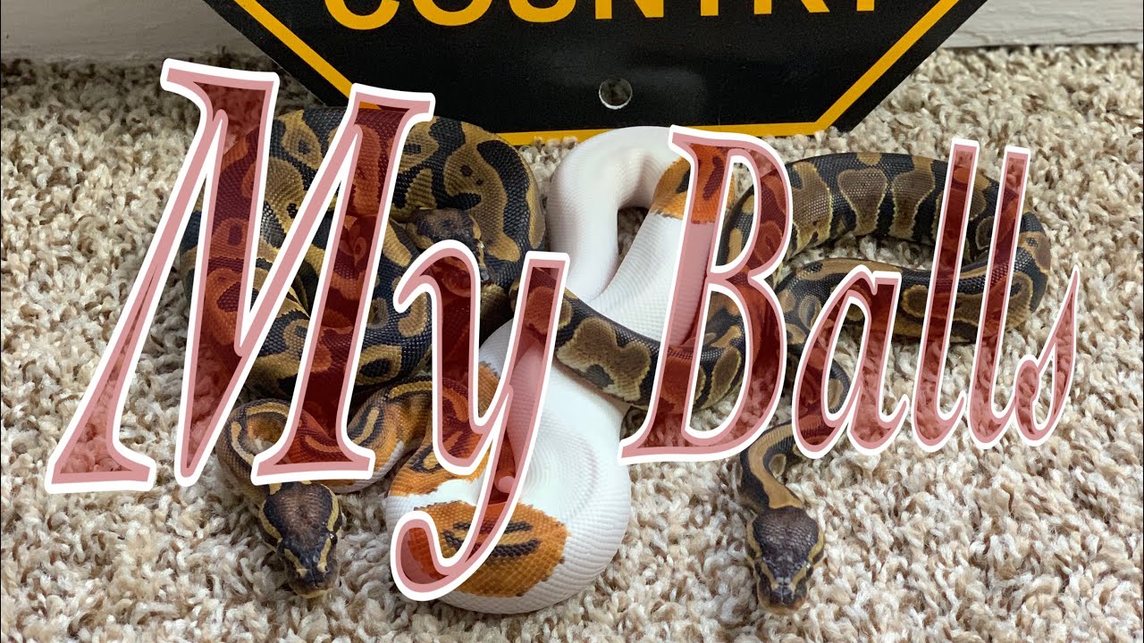 My Ball Python Collection(Part 1)