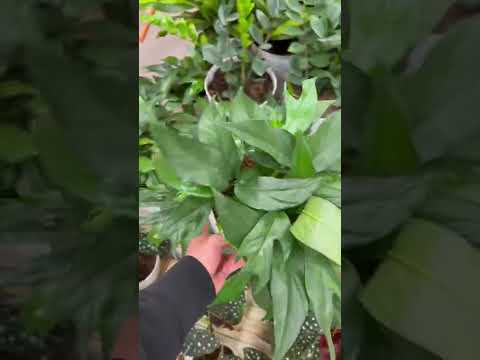 Baltic Blue, Trending Tropicals Collection by costa farms at The Home Depot | Full Video Tonight!