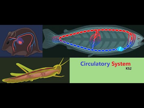 How CIRCULATORY SYSTEM Works? KS2 Year 6 Science (BBC Bitesize)