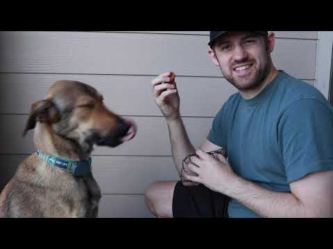 Review: Herm Sprenger Prong Collar