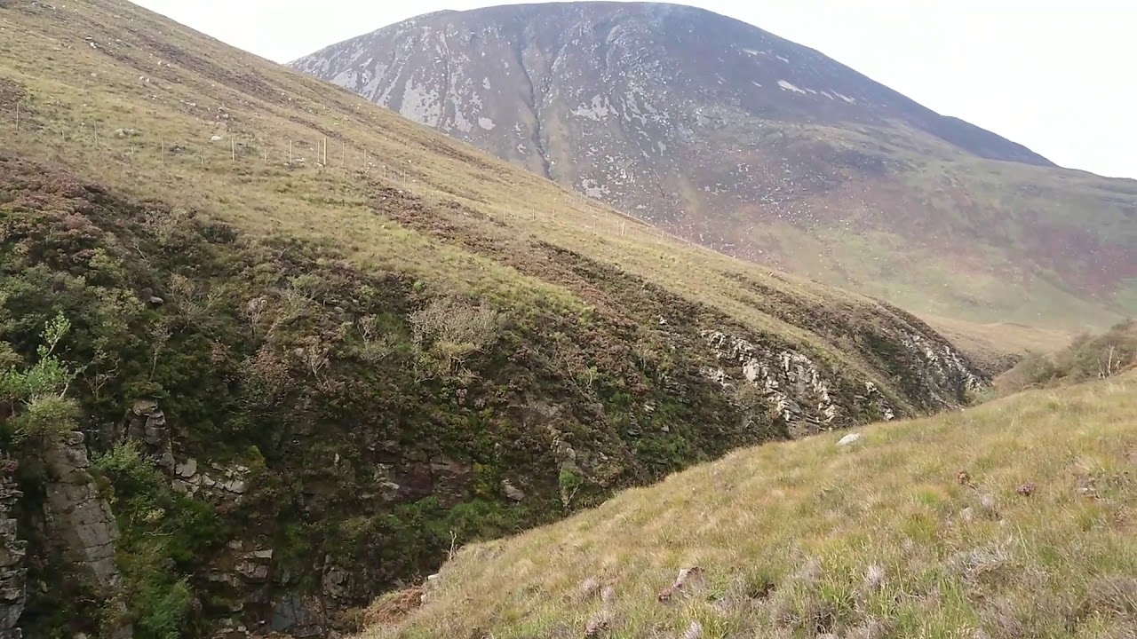 Sorbus pseudomeinichii - Evolution, extinction and an exciting discovery on the Isle of Arran