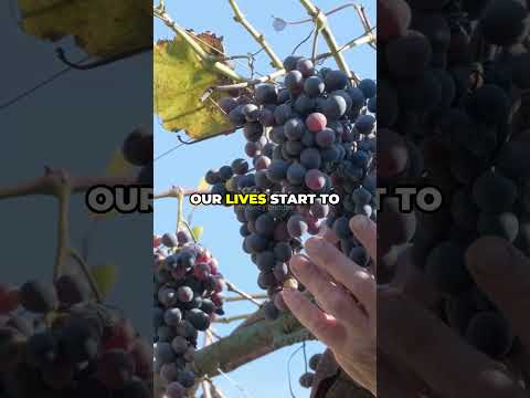 Jesus is the True Vine #shortvideo #jesus #prayer #good #bible #love #motivation #peace #hope #fyp