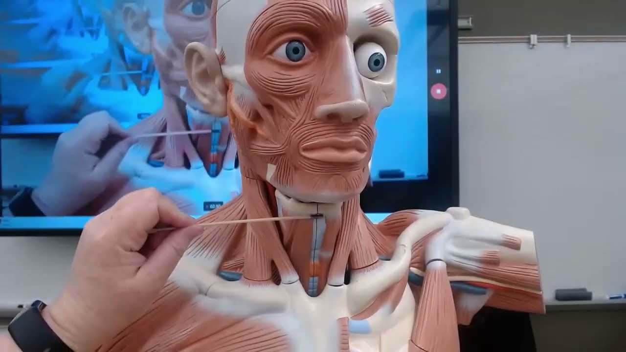 LIVE DEMO - Anatomy of the Torso Model for Final Practical Exam