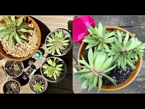 How to REPLANT Crowded Succulents. Hens/Chicks/Sempervivum | Propagate Leaves & Cuttings Endlessly