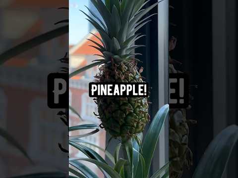 How to Make the Tops of Pineapples Grow a New Pineapple | creative explained