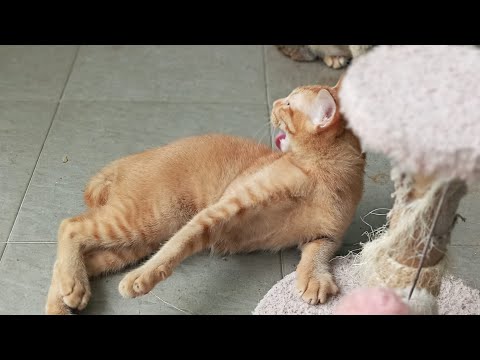 Highlight 1:04:51 – 1:09:51 from Time Machine Cats !!!! Longest Daily Cat's Story