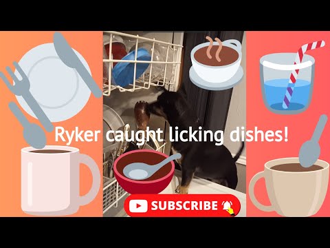 Ryker the cute rat terrier caught licking the dishes