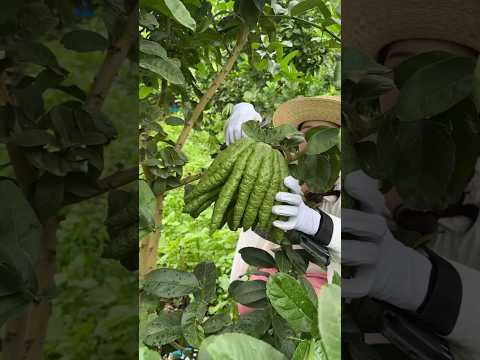 what is the name of this vegetable #subscribemychannel
