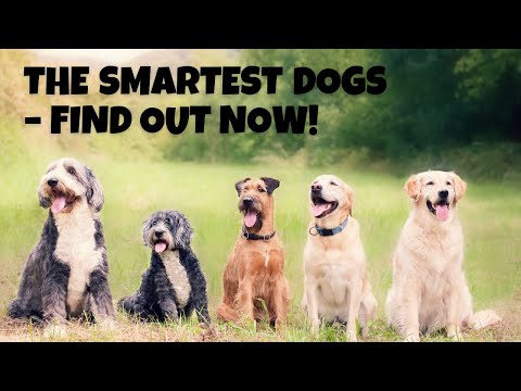 Top 7 Smartest Dog Breeds โ Is Your Dog on the List?