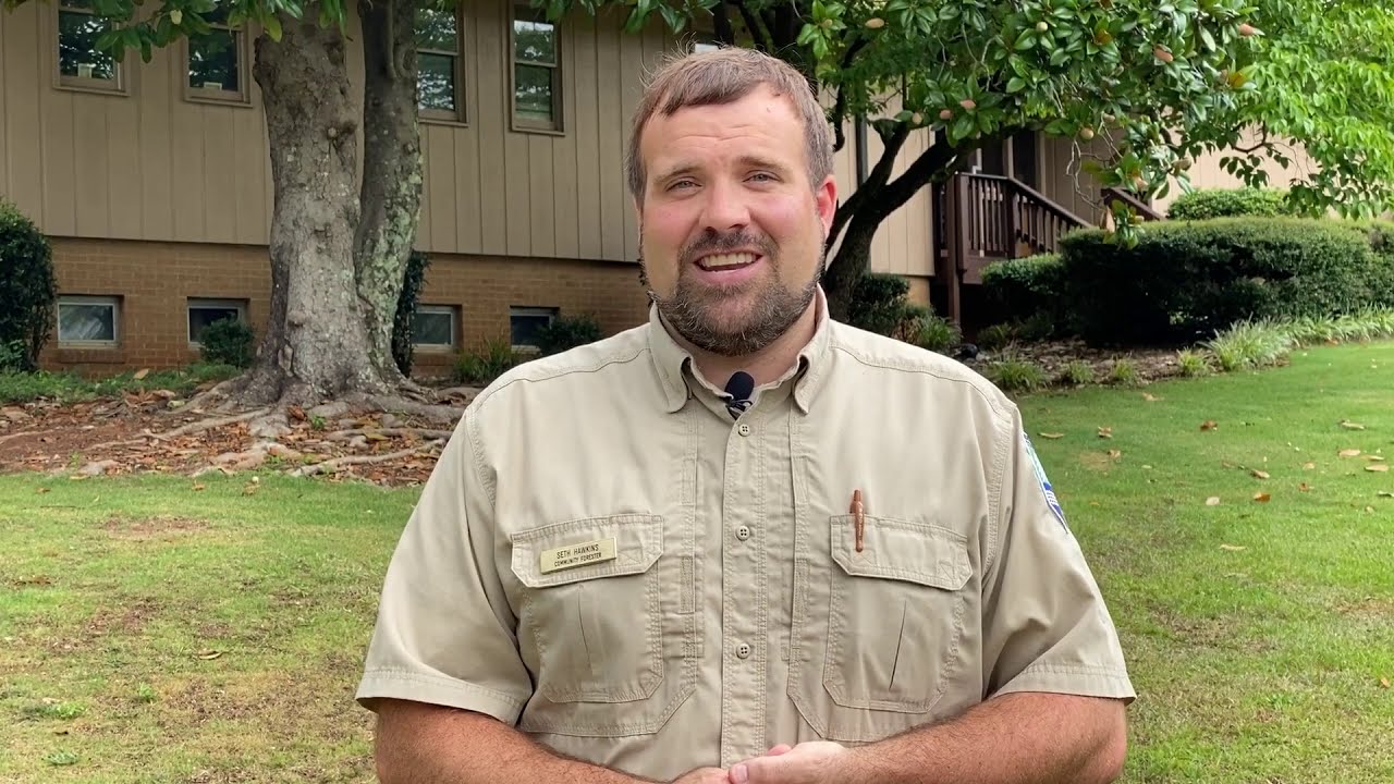 Tree Roots and Soil Disturbance | Ask the Arborist