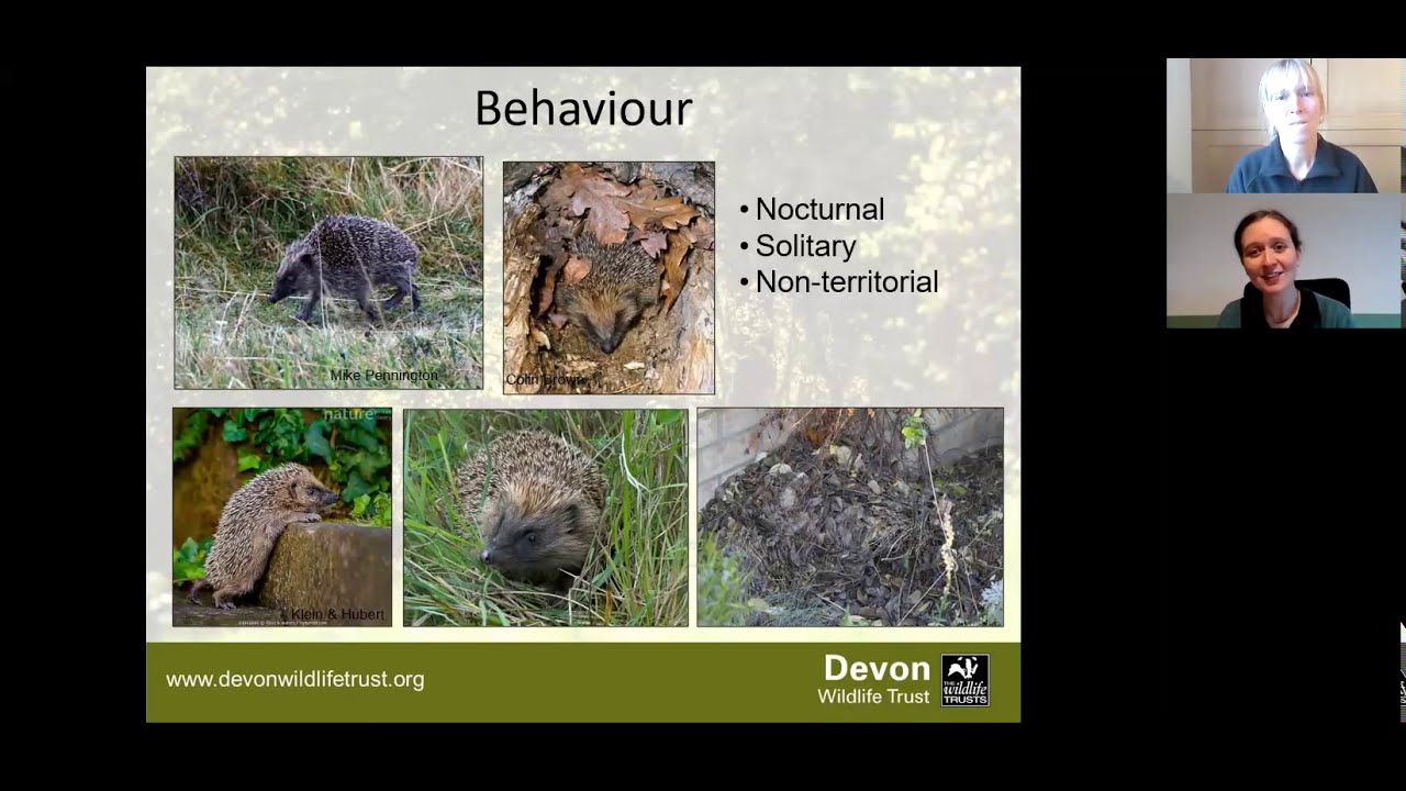 Conservation Communities: Hedgehog talk