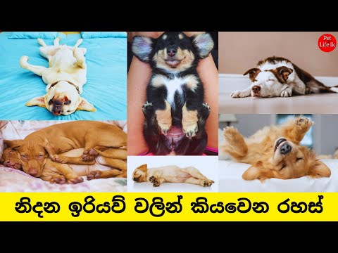 ඔයාගේ සුරතලාත් මේ විදිහටද නිදා ගන්නේ බලන්න | Dog Sleeping position Sinhala - Pet Life lk