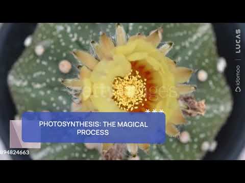 How Photosynthesis Works: The Science Behind Plant Energy Production