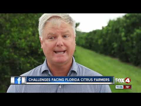 Florida citrus farmers facing challenges