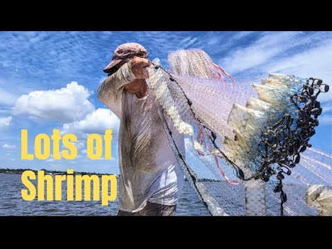 The Shrimp Are Here