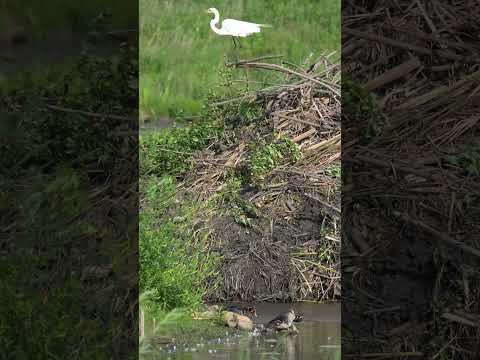 North American Great Egret atop a northern USA Beaver lodge, Wood Ducks preen below