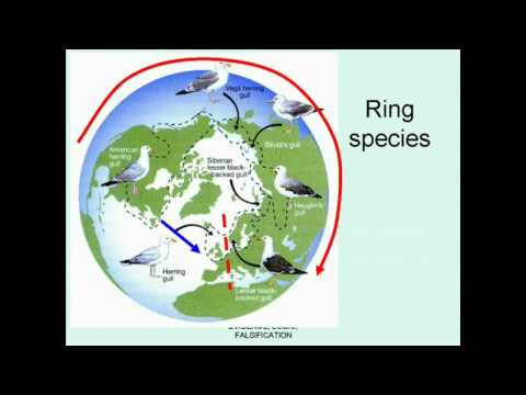 What is a species?