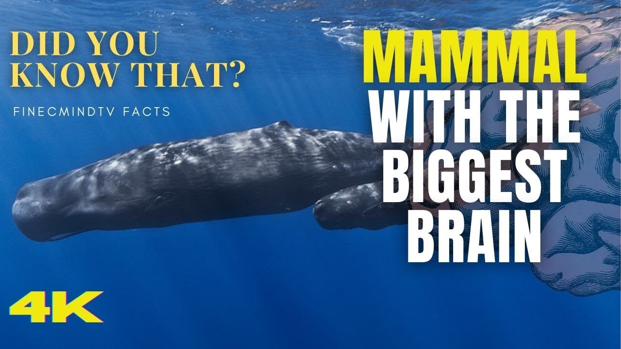 4K FUN FACTS you must know about sperm whales | Did you know that? | Finecmind TV