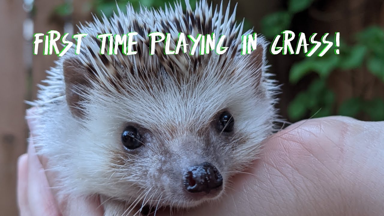 Cute Hedgehog Plays in Grass