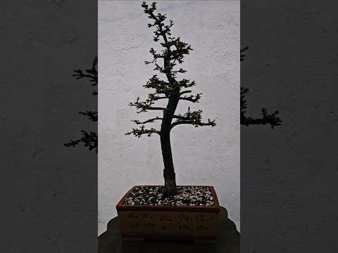Fresh new growth on Taxodium Distichum or Swamp Cypress Bonsai Tree @adityastinytrees #bonsai