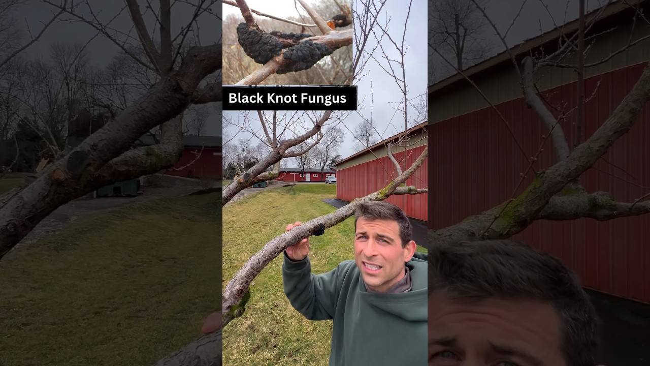 Fruit Tree Fungal Problem  #gardening #fruittrees