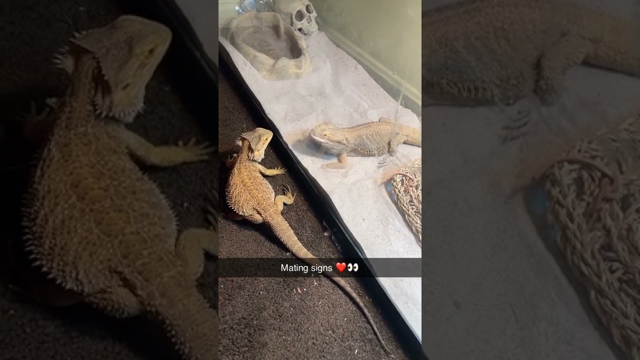 Bearded dragon mating behavior!!🦎😱 #shorts #animals #reptiles #beardeddragon #pets