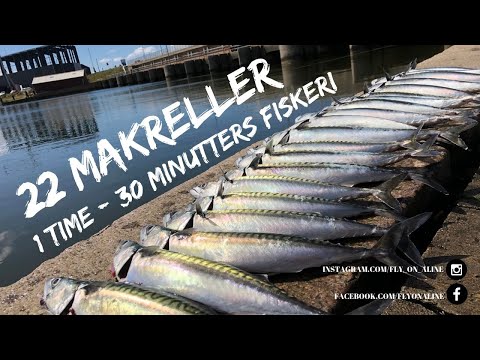Makrelfiskeri på indersiden af slusen i Hvide Sande - fiskevideoer fra ...