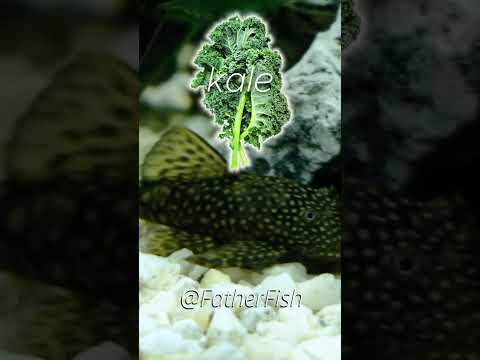 Discover the Pleco Fish Diet That Will Blow Your Mind!