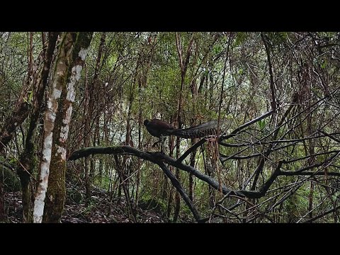 First day of winter | June 2023 | Rambler’s Track, Mt Dandenong