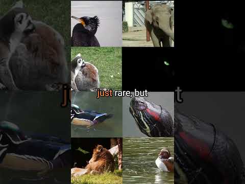 Meet the Strangest Animals You've Never Heard Of!