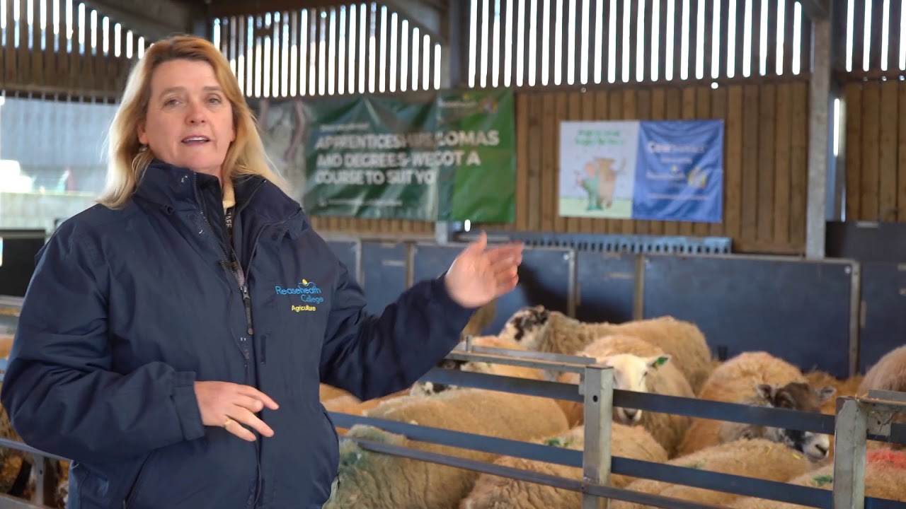 Reaseheath Lambing Bitesize: Session 3 for KS3 (Years 7-9)