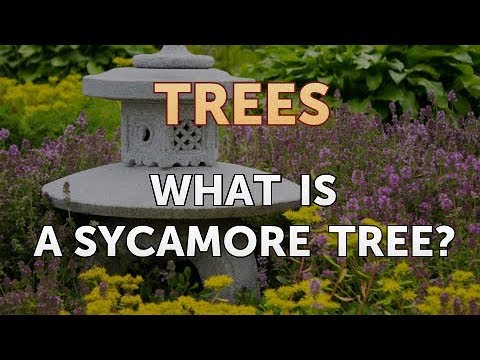 What Is a Sycamore Tree?