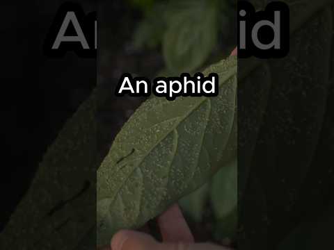 What is an aphid? #shorts