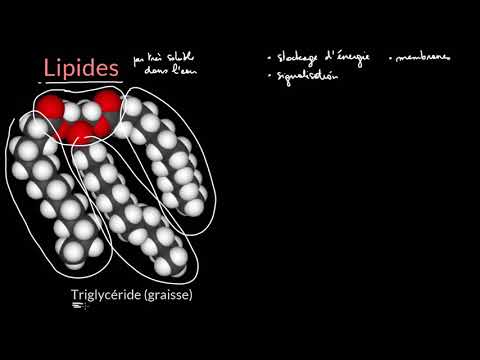 Introduction aux lipides (vidéo) | Khan Academy